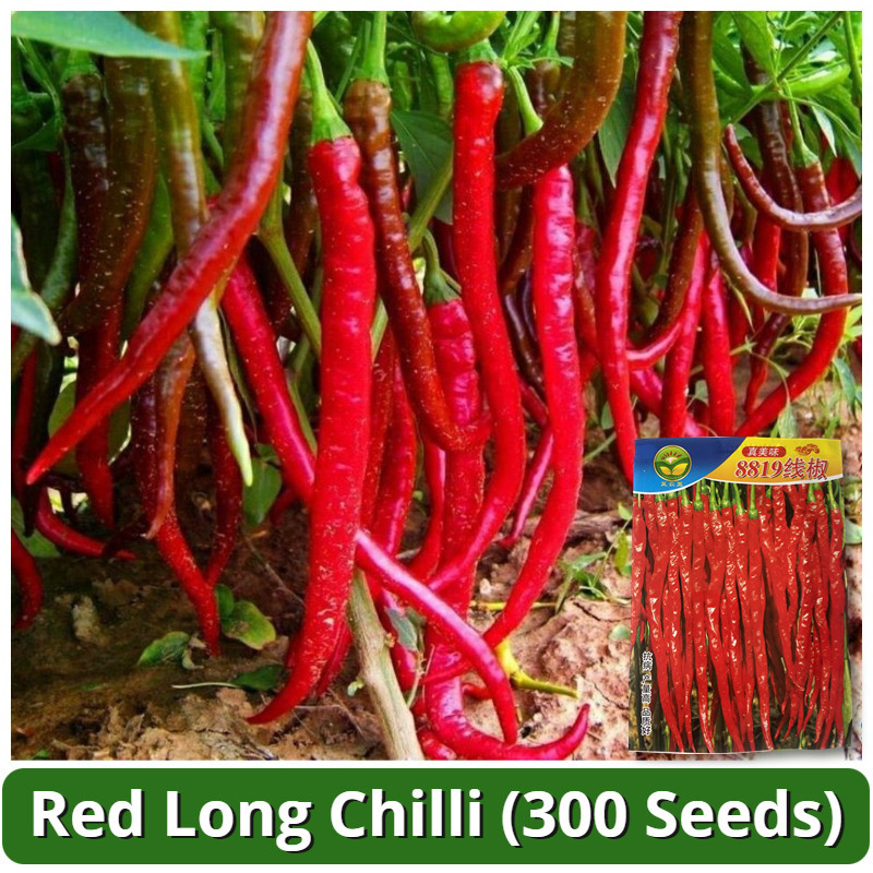 Red Long Chili Seeds 300pcs Long Hot Pepper Seed Vegetable Seeds for ...