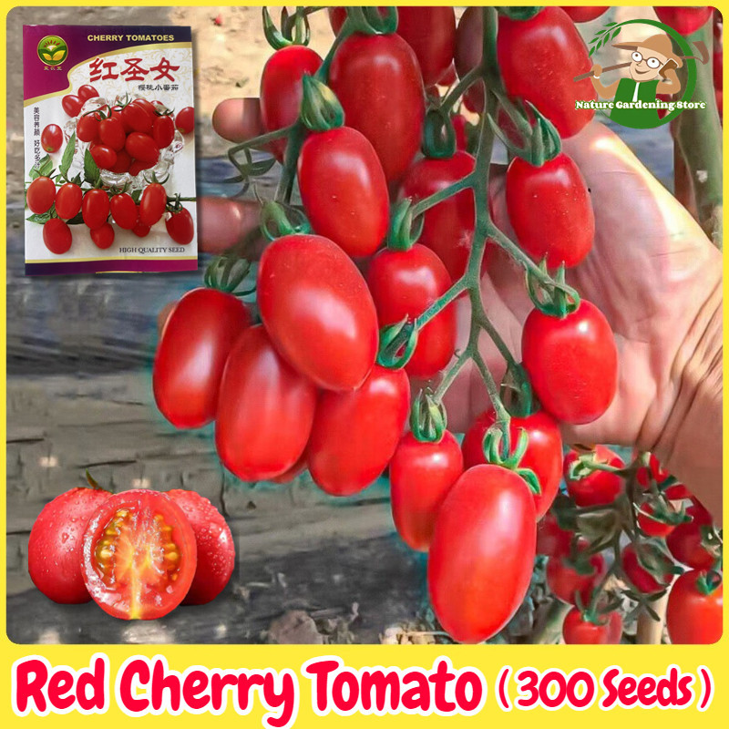 Red Cherry Tomato Seeds for Planting 300pcs Fresh Fruit Seeds Real ...