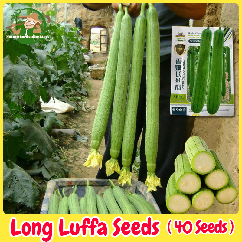 Long Luffa Seeds for Planting 40 Seeds High Yield Rare Long Variety ...