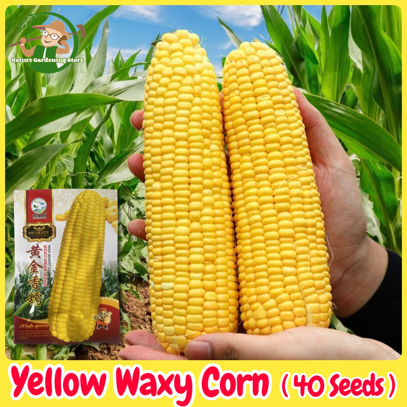 Sweet Glutinous Yellow Corn Seeds for Planting 40pcs F1 Hybrid Yellow ...