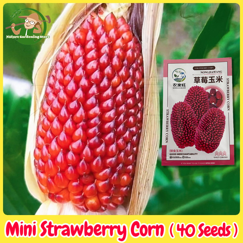 Organic Red Mini Strawberry Corn Seeds for Planting 40pcs Balcony ...