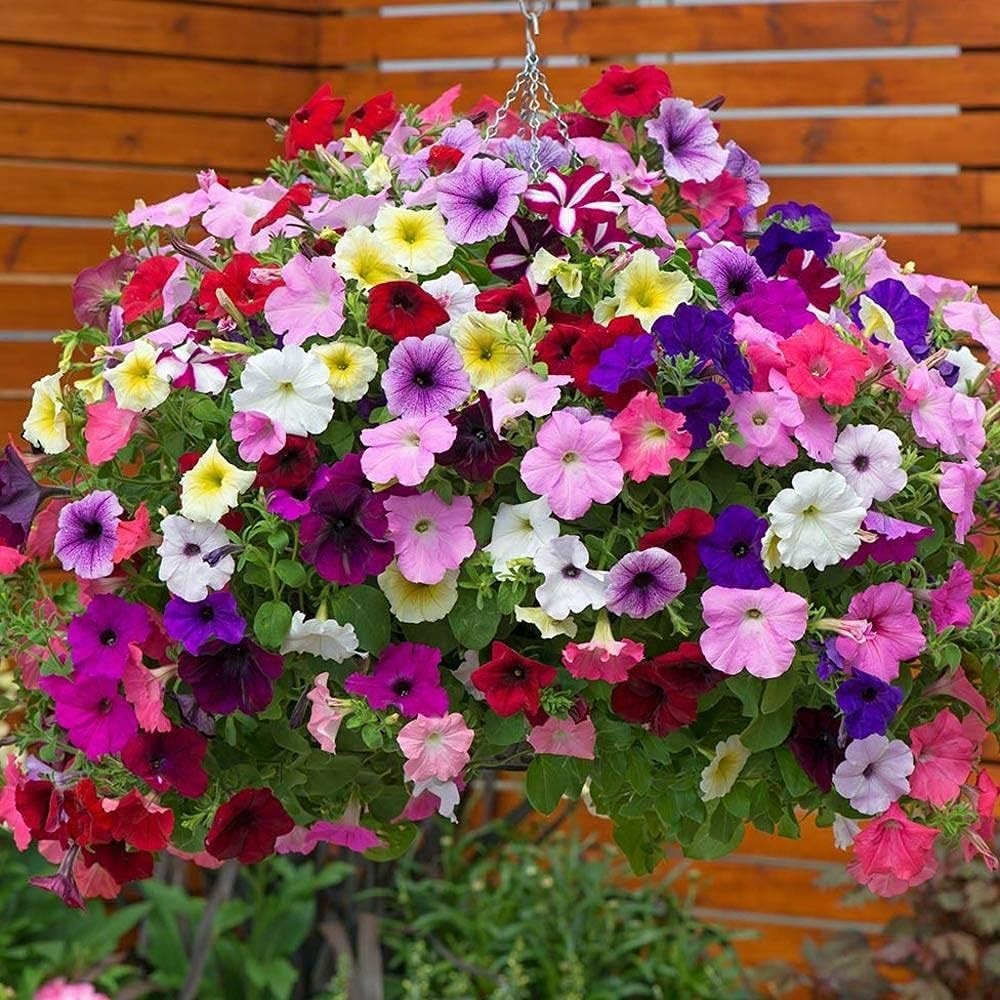 Assorted Petunia 20Seeds| 90%+ Germination | Ideal for Summer Gardens ...