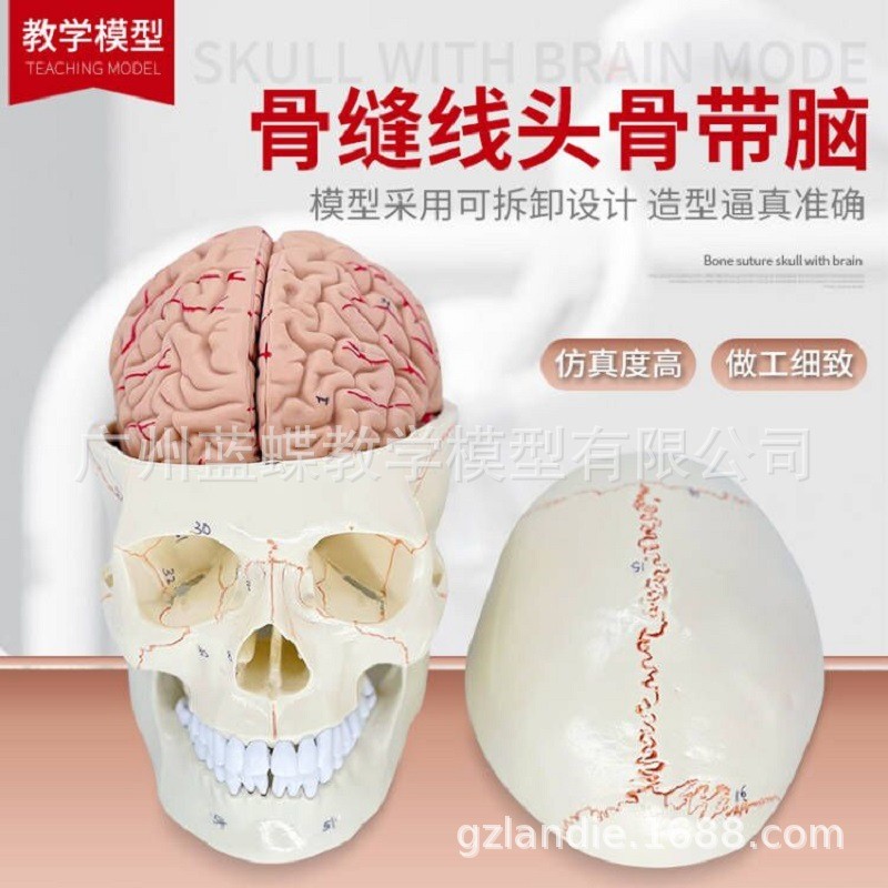 Bone Seam Line Skull with Brain Model Human Skull brain model ...