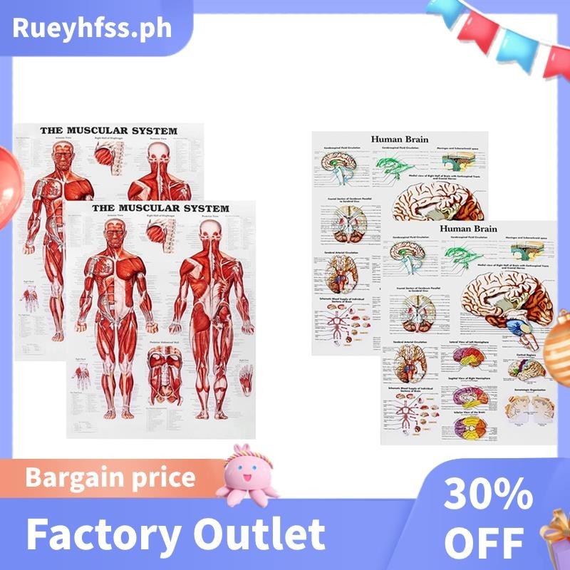 Excellent Brain Anatomy Poster, 2 Pack Laminated Human Brain Chart ...