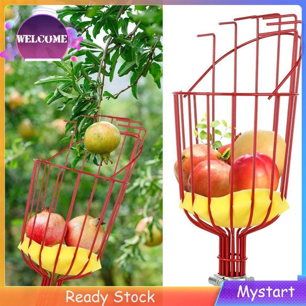 Fruit Picker Pole Tool with Basket Long Handle Adjustable Orange Picker ...