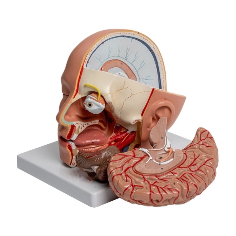 love* Human Anatomical Brain Model Detachable Brain Anatomy Model for ...