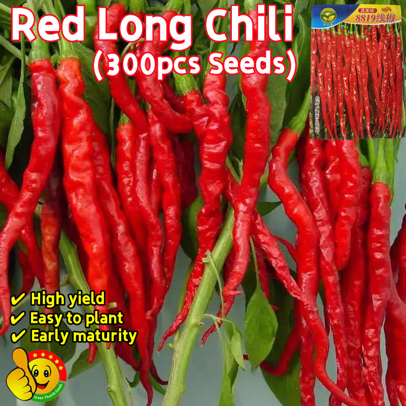 100% Original High Yield Red Long Chili Seeds for Sale 300pcs Sili ...