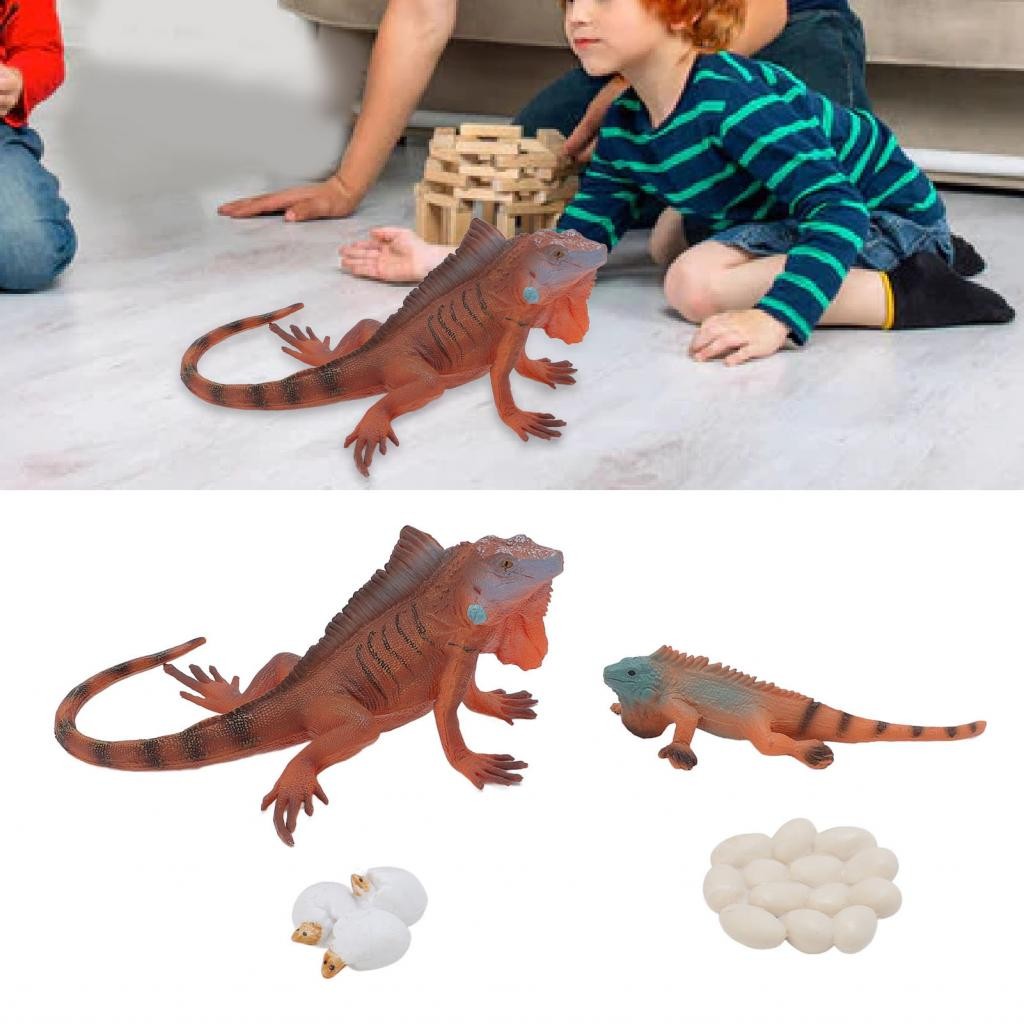Ypingliang Iguana Life Cycle Model Set Growth Lifelike PVC Plastic Toy ...