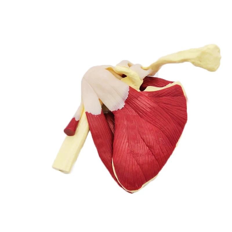 Life Size Human Shoulder Joint Ligament Model Anatomical Skeleton with ...
