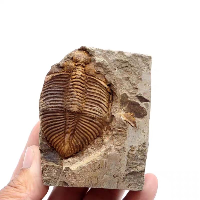 94% positive review rate: Crown trilobite fossil specimens natural ...