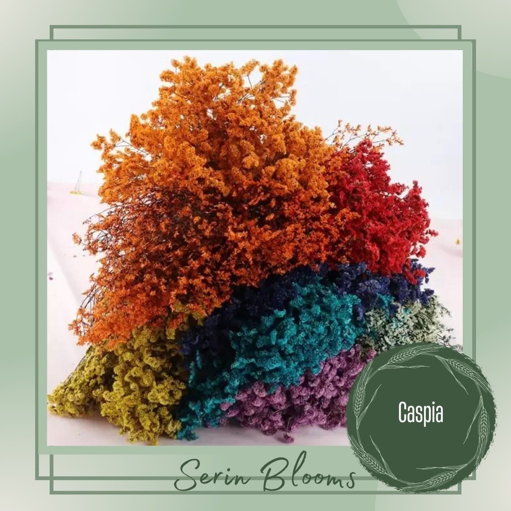 Caspia Real Dried Preserved Flowers | Shopee Philippines
