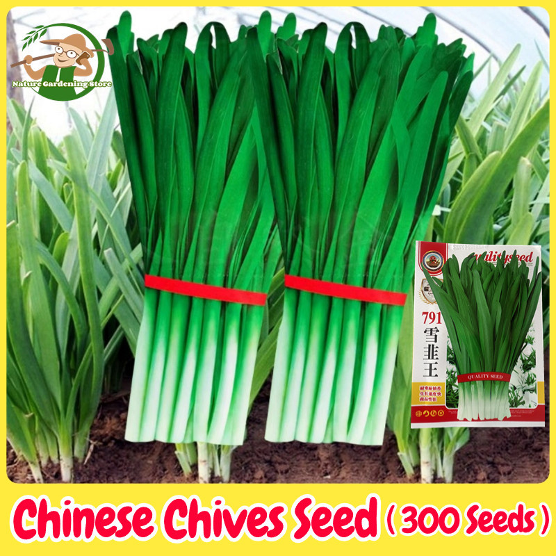 Fresh Organic Chinese Chives Seeds for Planting 300pcs High Yield ...