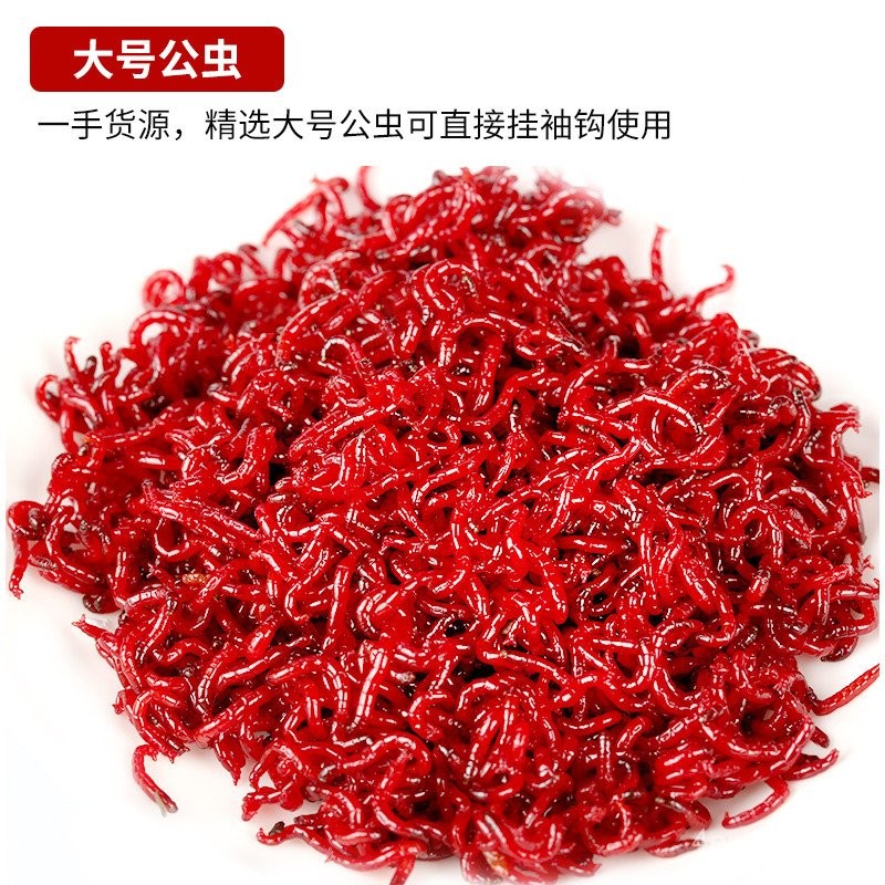 Fresh Live Red Worms Extra Large Male Worms Live Bait for Feeding Fish ...