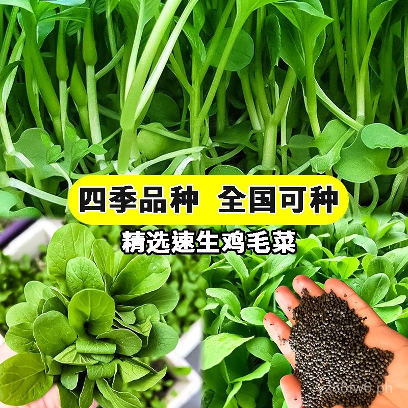 Four Seasons Chicken Feather Vegetable Seeds Fast-Growing Shanghai ...