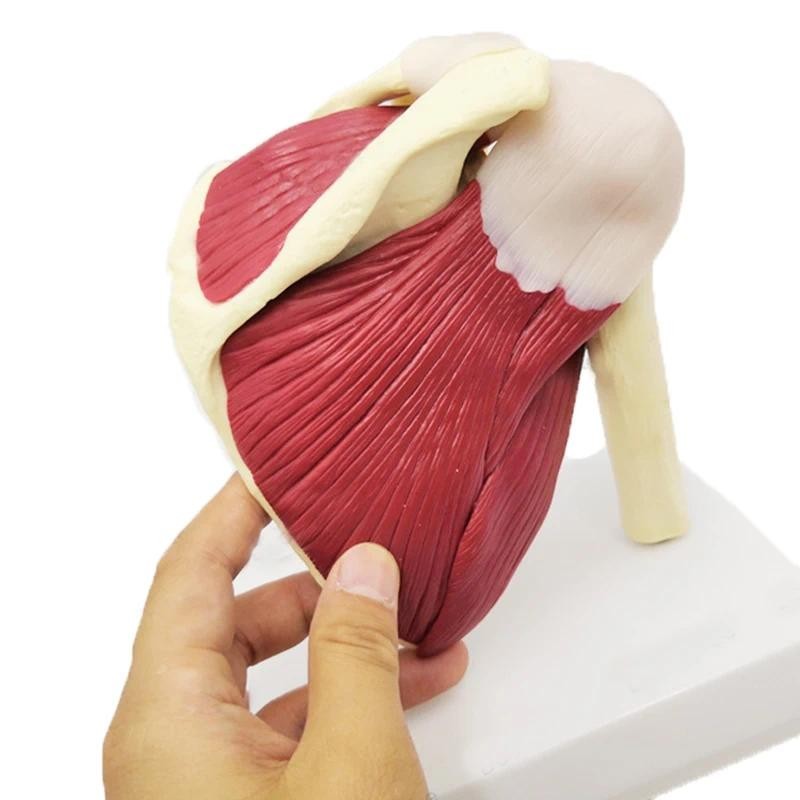 Life Size Human Shoulder Joint Ligament Model Anatomical Skeleton with ...