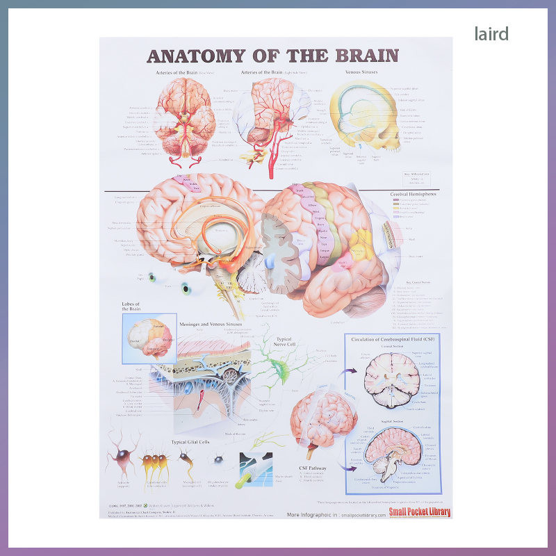 Brain Poster Model for Neuroscience Anatomical Analysis Anatomy Chart ...