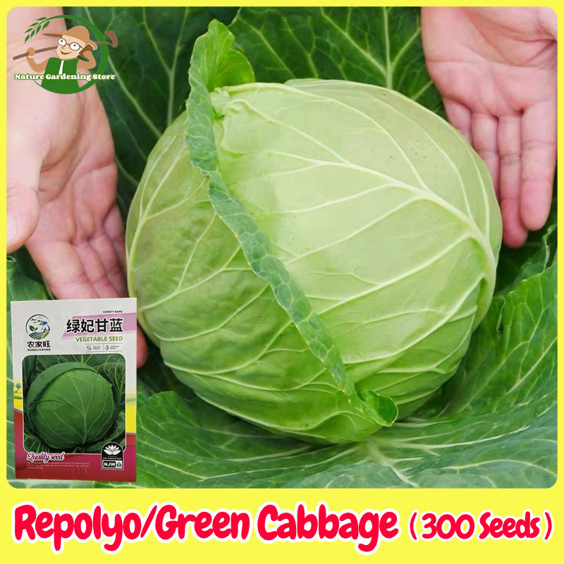 Fresh Organic Repolyo Seeds for Planting 300pcs F1 Hybrid Green Cabbage ...