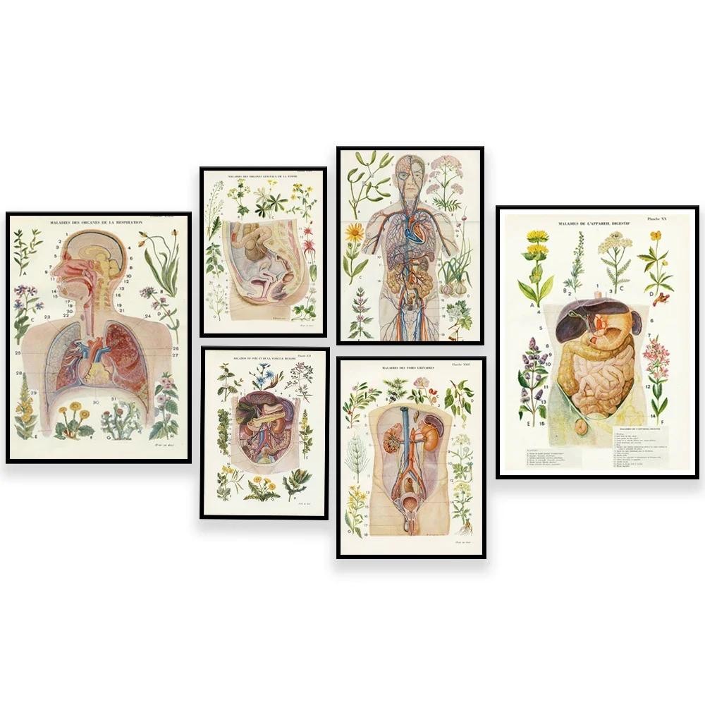 Vintage Anatomy Prints Urinary Respiratory Digestive Systems Female ...