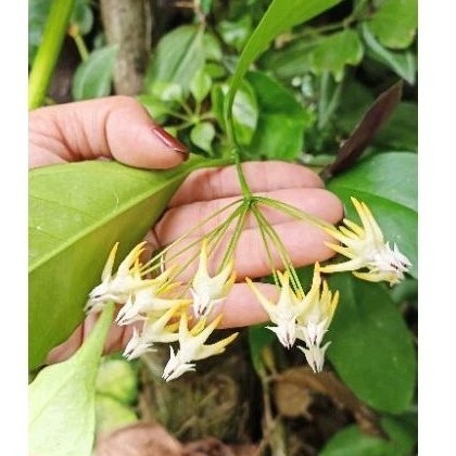 Dama de Noche /Night-blooming Jasmine/Queen of the Night flower ...