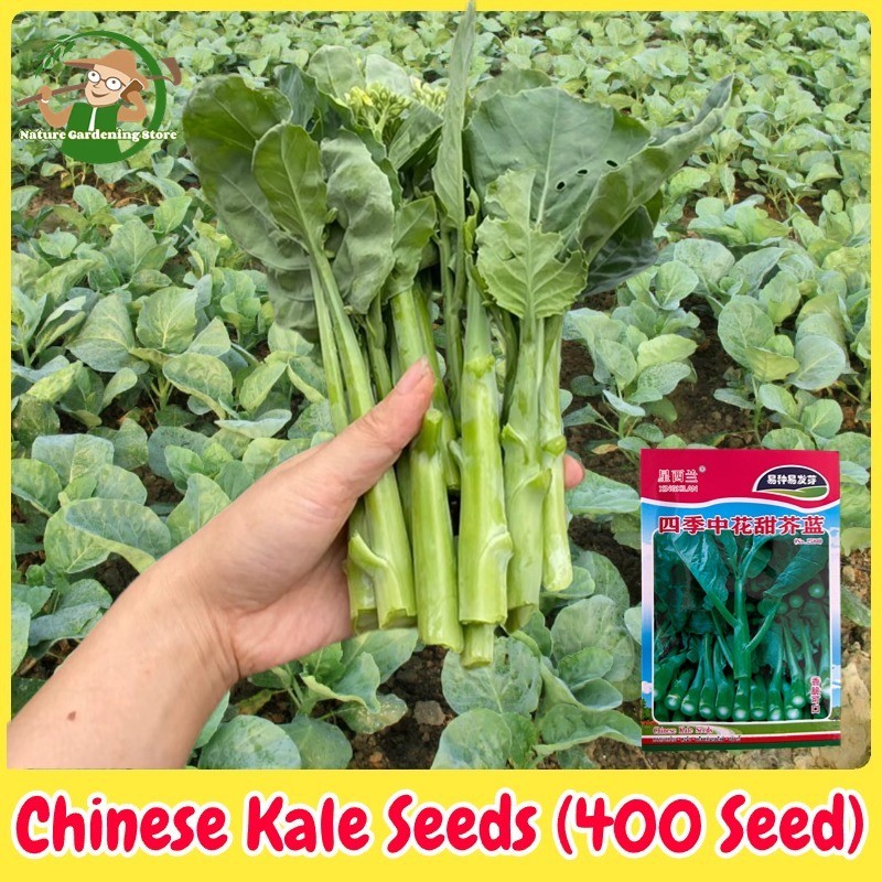 Organic Kailaan Chinese Kale Seeds for Planting 400pcs F1 High Yield ...