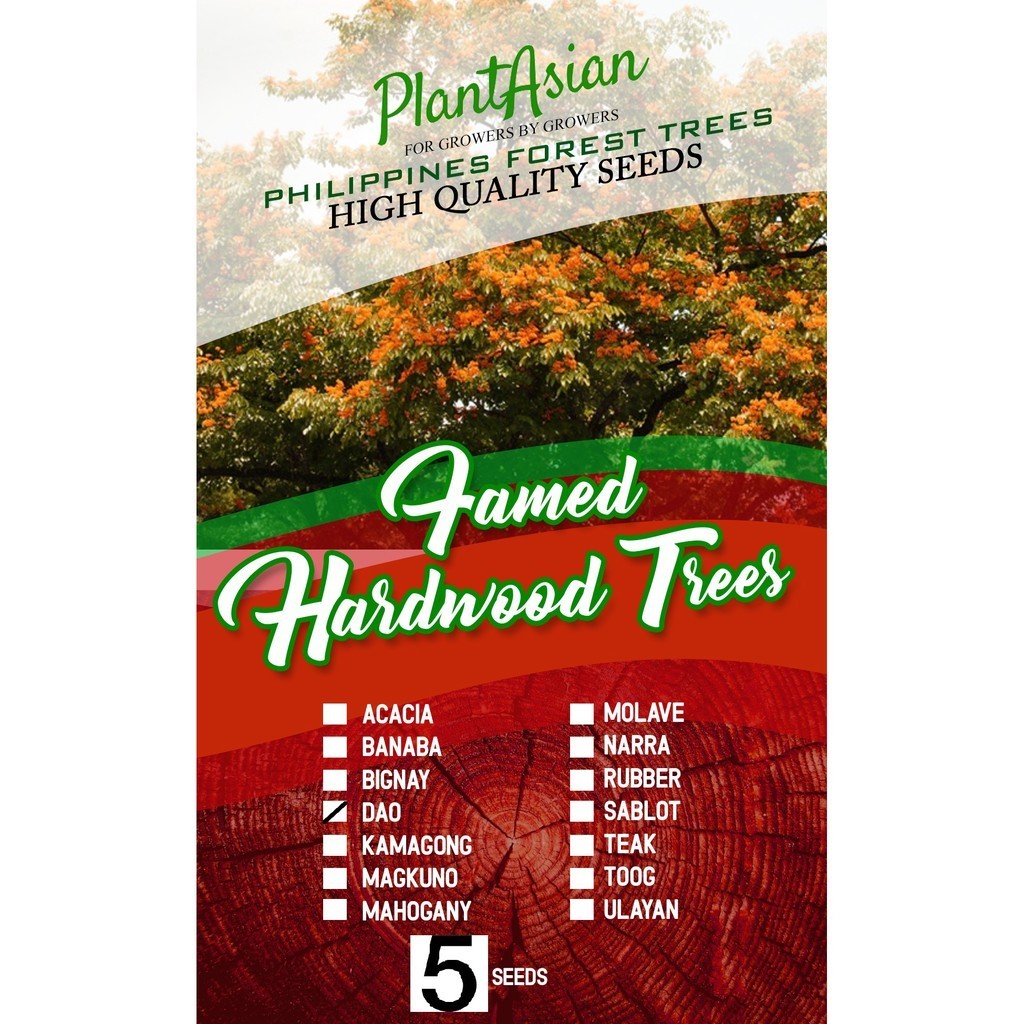 DAO TREE OR PACIFIC WALNUT TREE SEEDS 5 SEEDS | Shopee Philippines