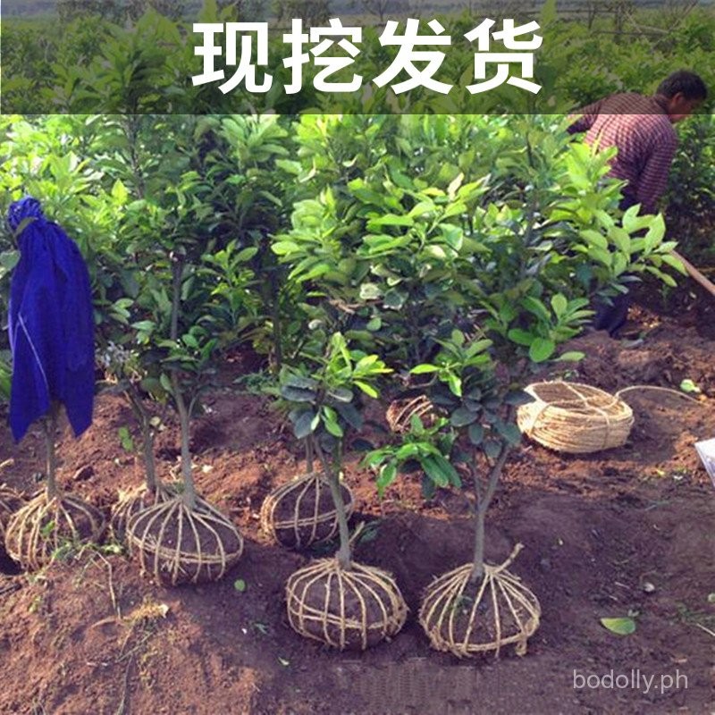 Seedless Sugar Tangerine Tree Seedlings for Courtyard Planting, Cold ...