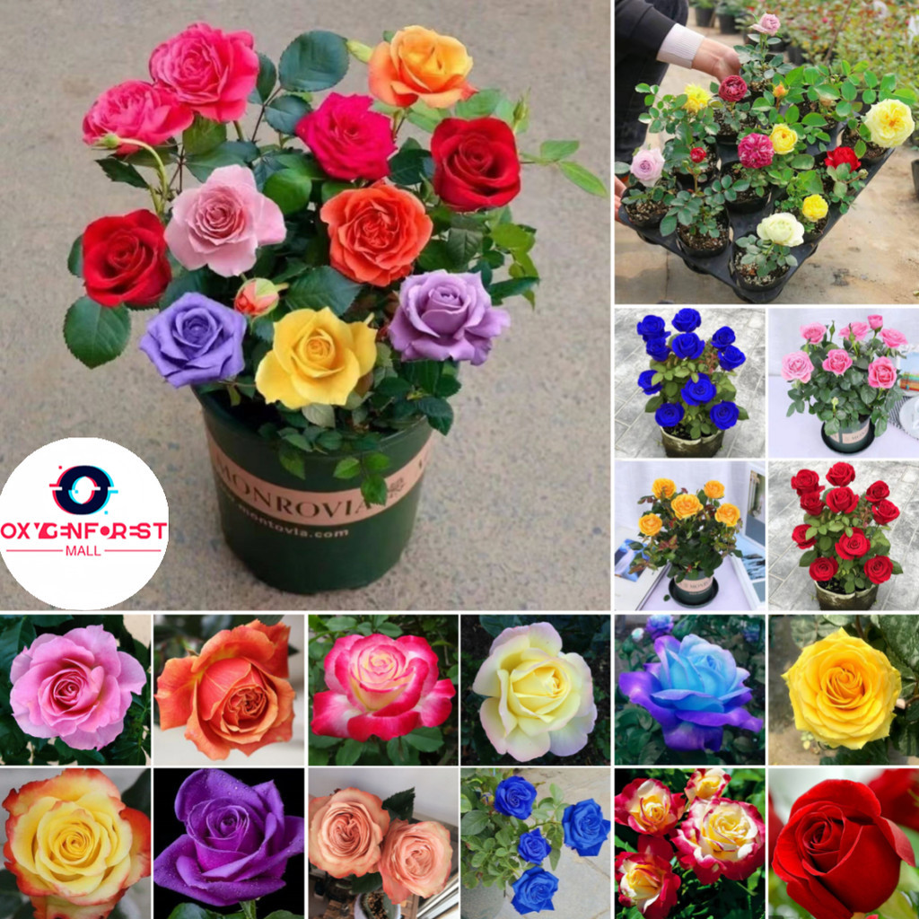 100seeds/pack Rainbow Rose Seeds for Planting Flowers Bonsai Flower ...