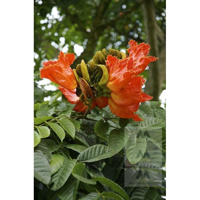 African tulip flowering Native Tree seedlings/Fire bell tree seedlings ...