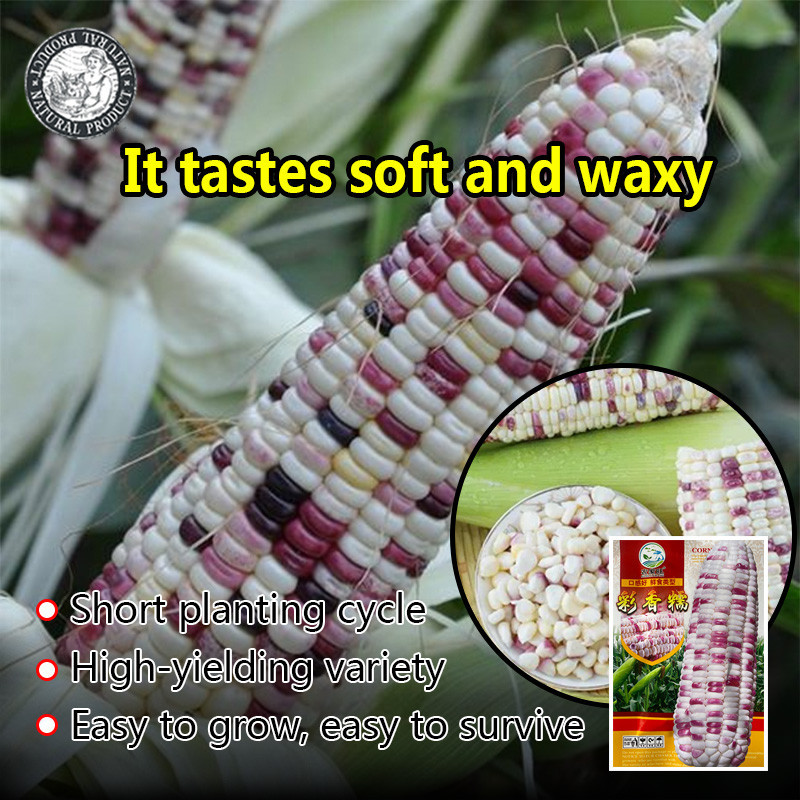 [Spot goods] Sweet Glutinous Bi-color Corn Seeds for Planting 40pcs F1 ...