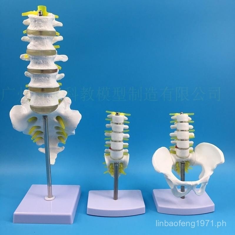 Five-Section Lumbar Spine with Pelvis Model Spine Model Pelvic Model ...