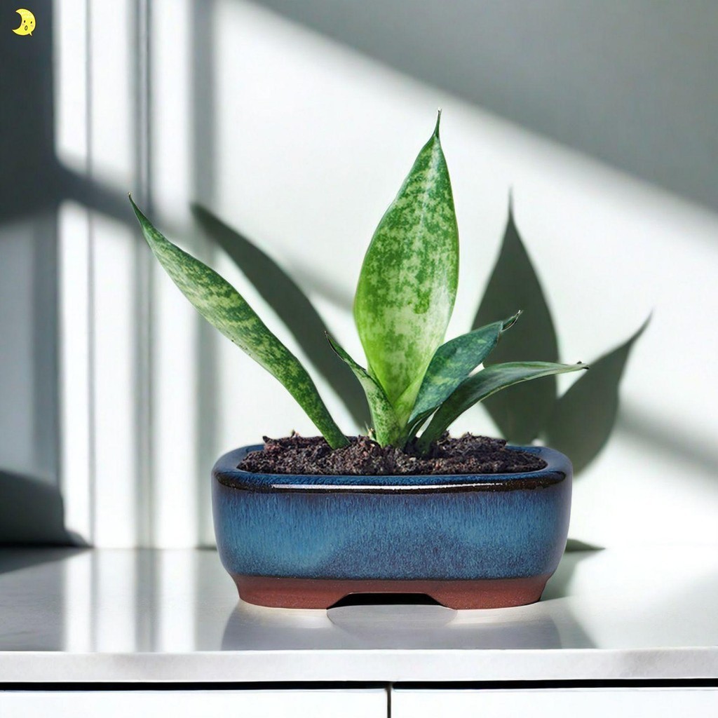 Rectangle Ceramic Garden Planter Pots with Vent Design Easy to Survive ...
