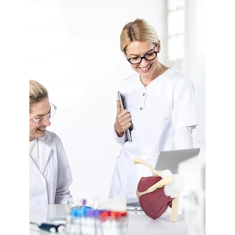 Life Size Human Shoulder Joint Ligament Model Anatomical Skeleton with ...