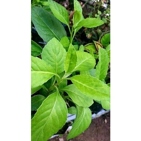 Ashitaba Gynura procumbens/Sabungai/Leaves of Gods/Longevity Spinach ...