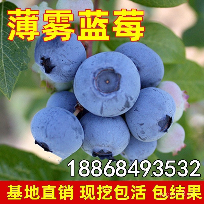 Blueberry Seedlings Four Seasons Potted Ground Planted Mist Blueberry ...