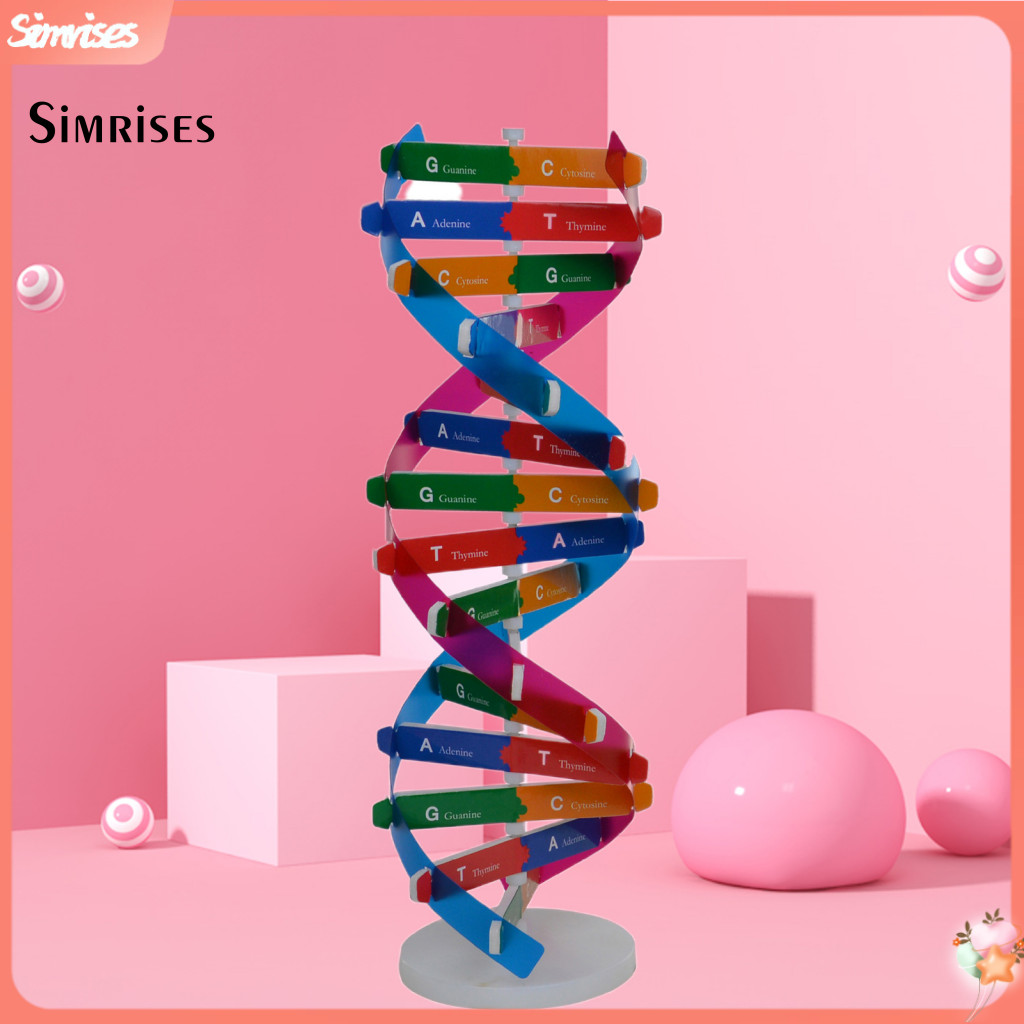 SIM| DNA Models Double Helix Structure Teaching Toy ABS Double Helix ...