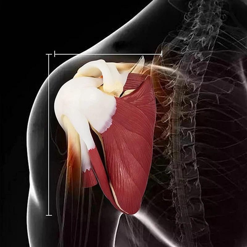 Life Size Human Shoulder Joint Ligament Model Anatomical Skeleton with ...