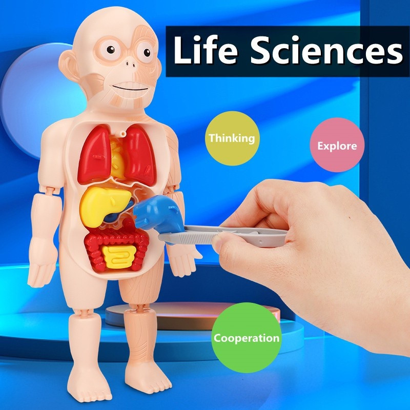 Kid Montessori 3D Puzzle Human Body Anatomy Model Toy Educational ...