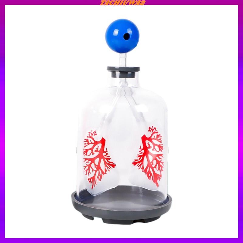 [Tachiuwa2] Lung Demonstration Model Lung Respiration Model DIY ...