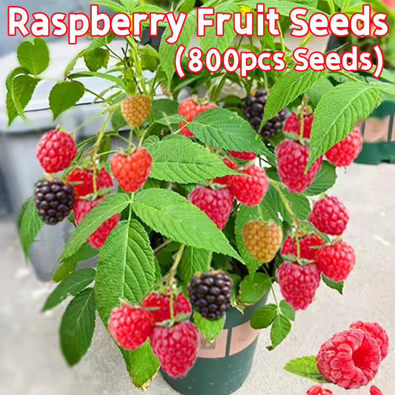 100% Original Sweet Edible Bonsai Raspberry Fruit Seeds for Sale Fresh ...