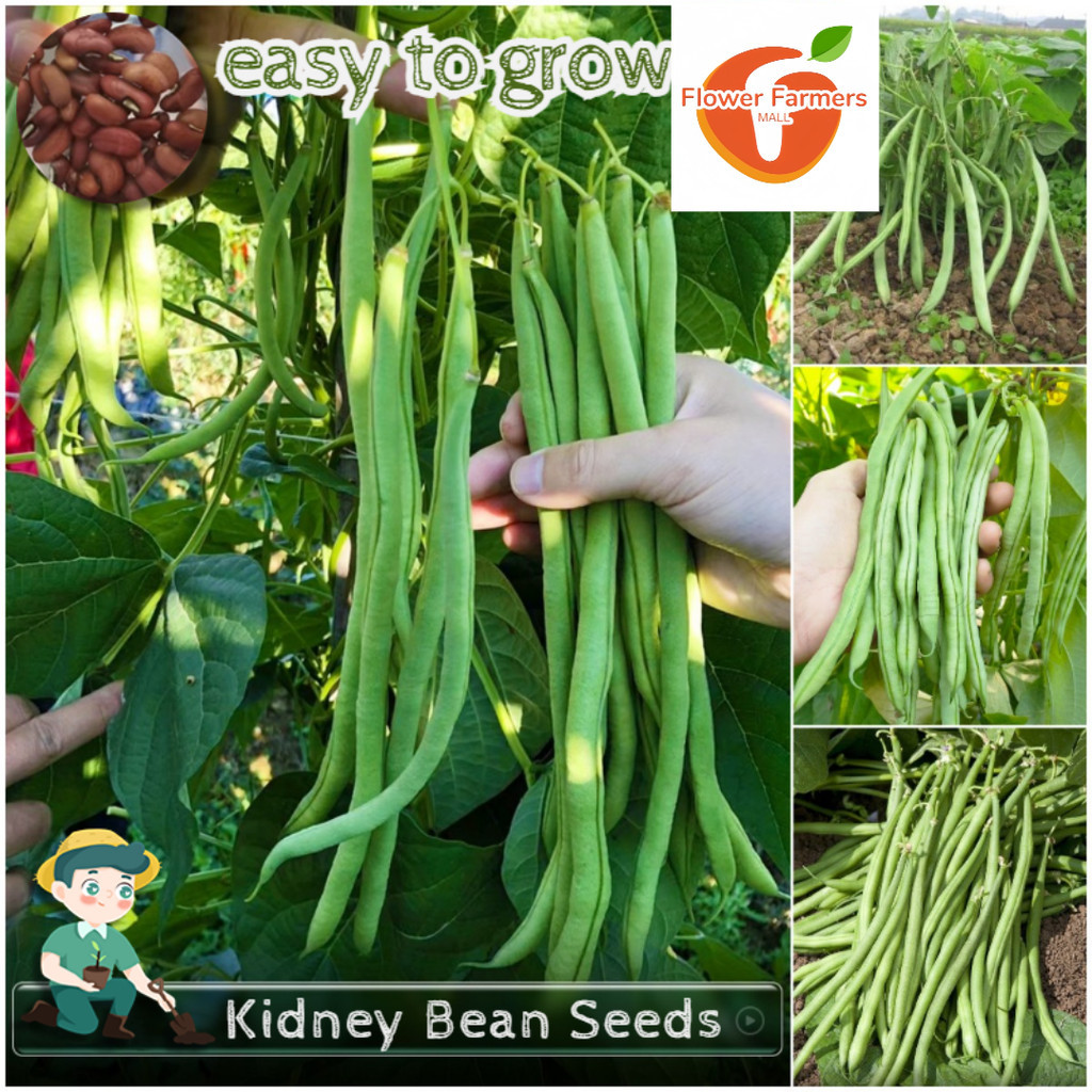 Sitaw / Green Beans Seeds (High Germination) 20 seeds-Baguio Beans Seeds - Snap Beans | Shopee ...