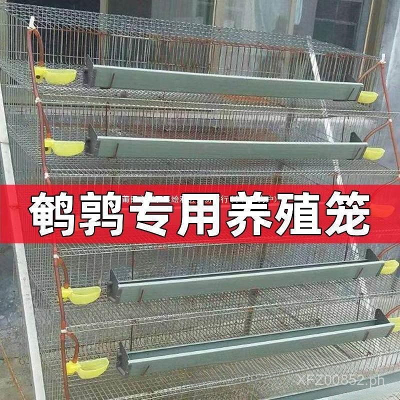 Quail Rice Belt Professional Cage Breeding Cage Quail Farm Live Quail ...