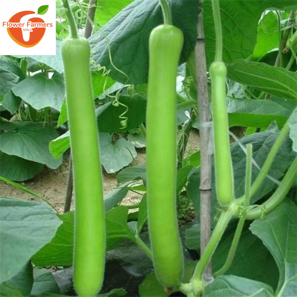 Long Gourd Seeds - 20 Giant Long Variety Loofah Fruit and Vegetable ...