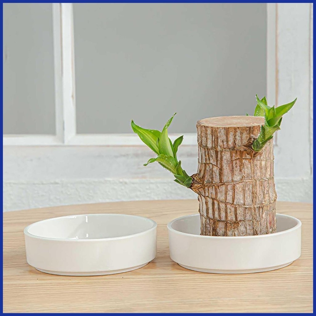 Ceramics Flowerpot Brazilian Wood Pallet Elegant White Ceramic Plates ...