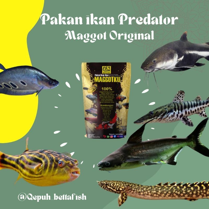 Predator FISH PELLETS PREDATOR FISH FEED RTC RED TAIL CAT FISH JENGIS ...