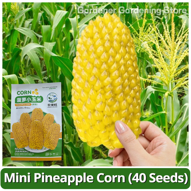 High Yield Mini Pineapple Corn Seeds 40 PCS Yellow Mini Fruit Corn ...
