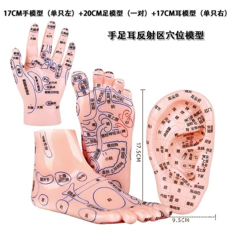 Hand, Foot and Ear Model Meridian Acupuncture Point Reflection Area ...