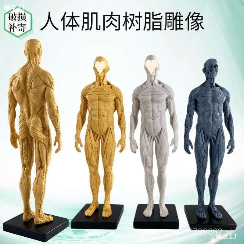 Artist Figure3D Model Drawing Modeling Body Model Sculpture Male and ...
