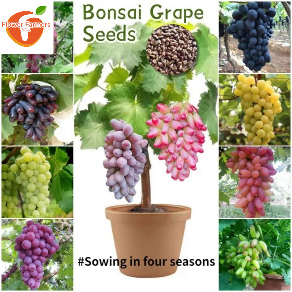 100 seeds/pack grape seeds for bonsai tree seeds, dwarf fruit trees ...