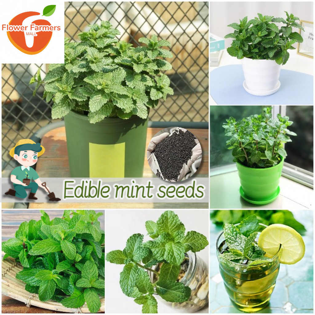100seeds/pack Peppermint Seeds Herb Seeds for Planting Potted Edible Mint Herbs Seeds | Shopee ...