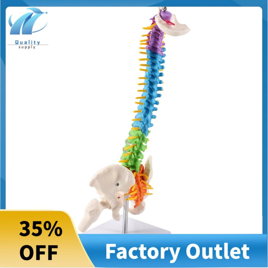 Superb 45Cm with Pelvic Human Anatomical Anatomy Spine Spinal Column ...